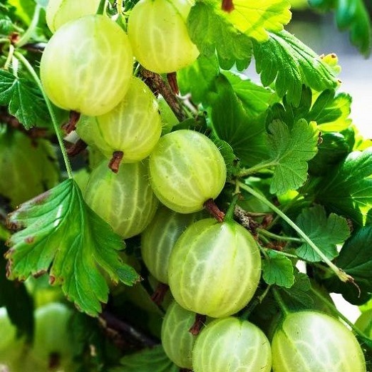 Best Amla Products In India - The Farm