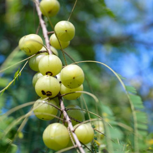 Best Amla Products In India - The Farm