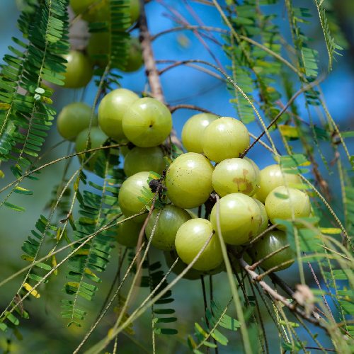 Best Amla Products In India - The Farm