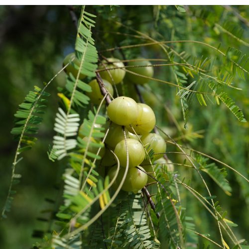 Best Amla Products In India - The Farm